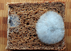 Pilze (Mykose) Krankheitserreger - Vorkommen, Krankheiten & Beschwerden ...