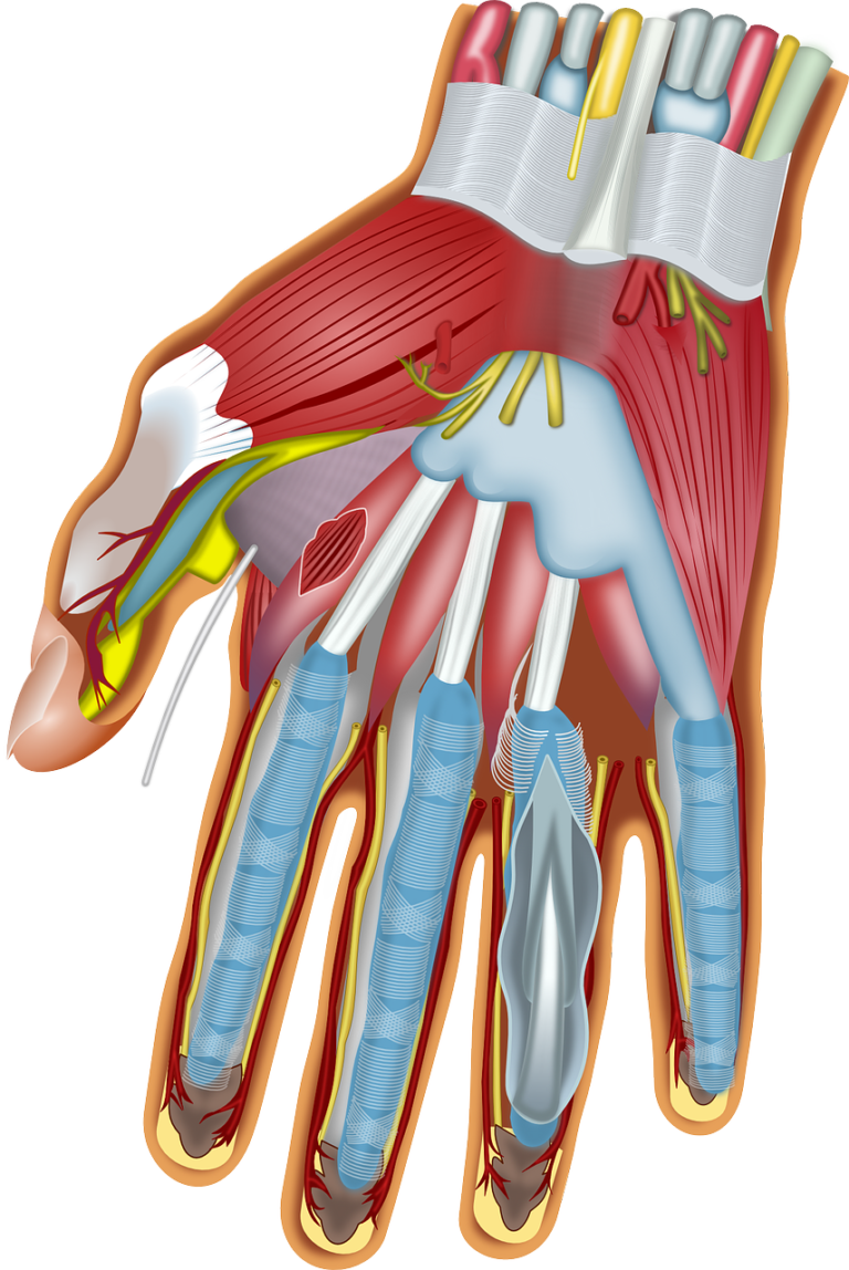 Finger - Anatomie, Funktion, Beschwerden » Krank.de