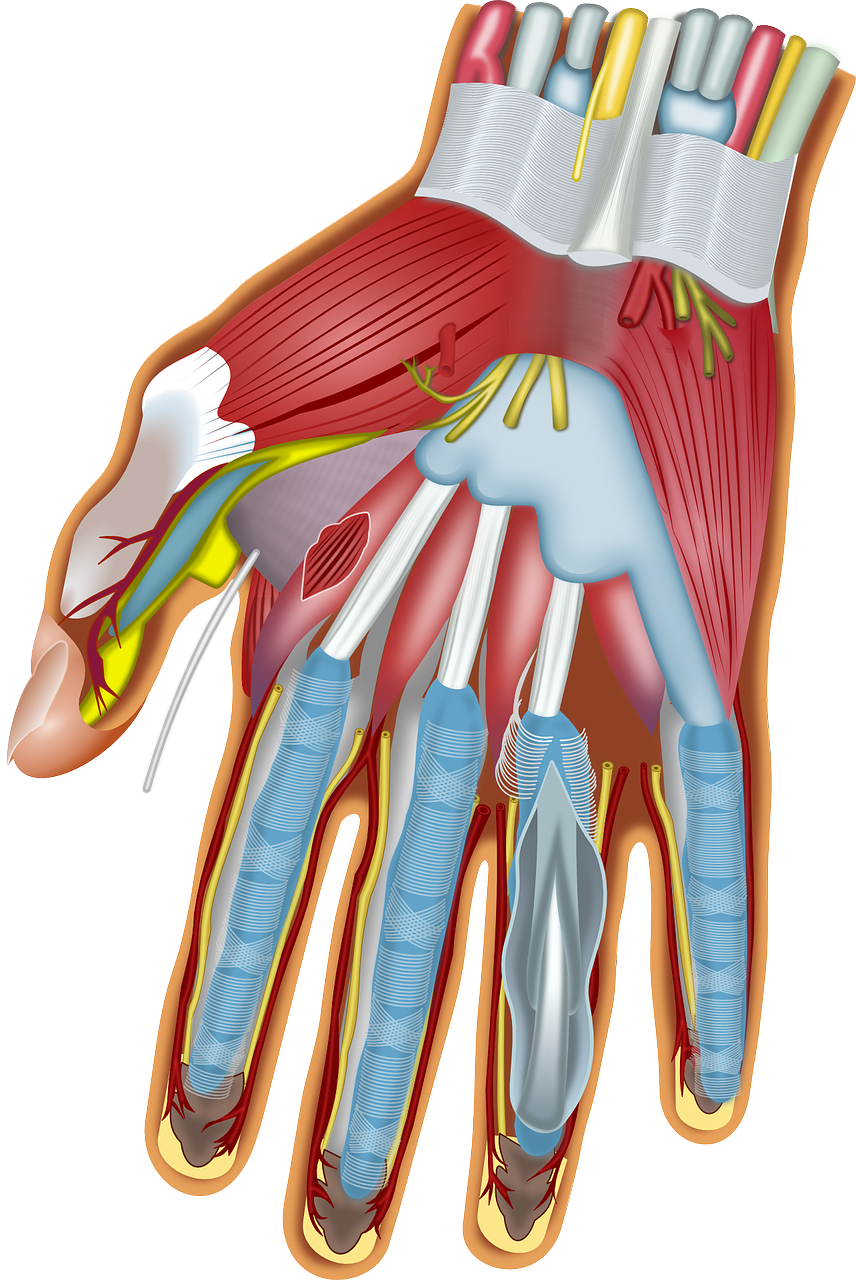 Hand - Anatomie, Funktion, Beschwerden » Krank.de
