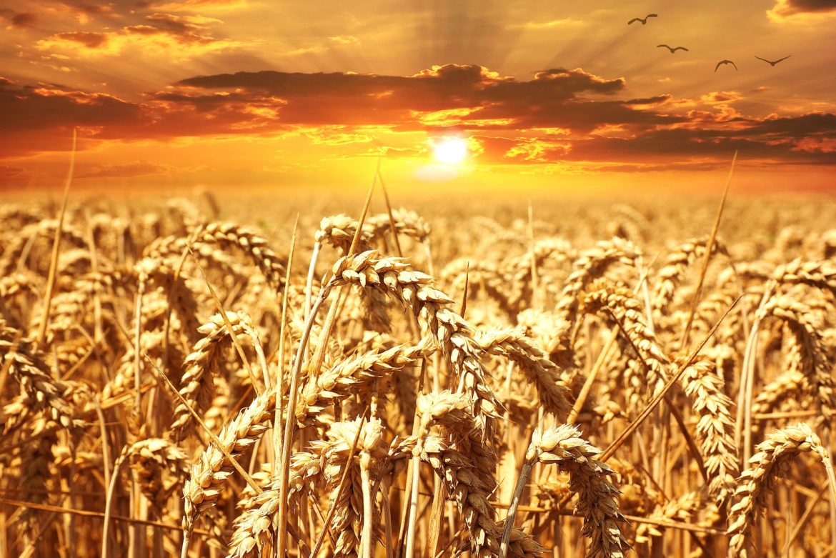 Der Weizen - Wissenswertes, Nährwerte, Allergien & Zubereitung » Krank.de