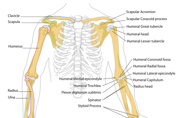 Das Brustbein - Anatomie, Funktion, Beschwerden » Krank.de