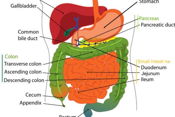 Anatomie A-Z - Organe im Menschlichen Körper, Aufgaben, Funktion ...