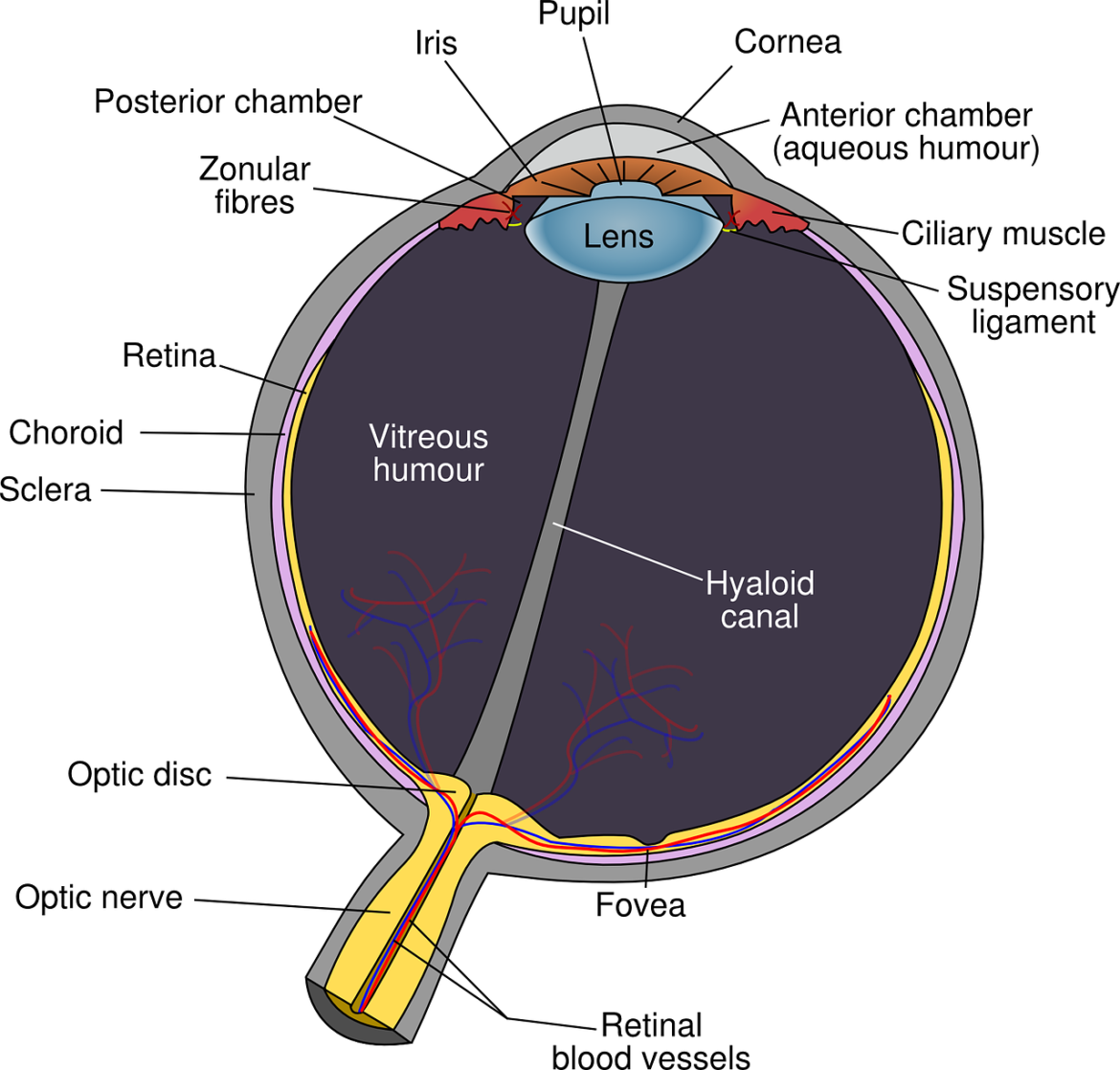 Iris - Anatomie, Funktion, Beschwerden » Krank.de