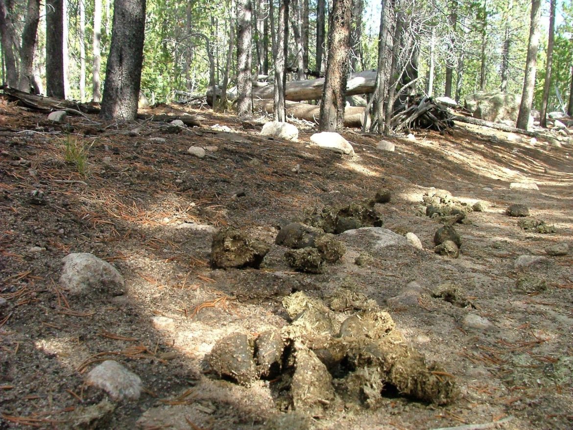 Kot - Anatomie, Funktion, Beschwerden » Krank.de