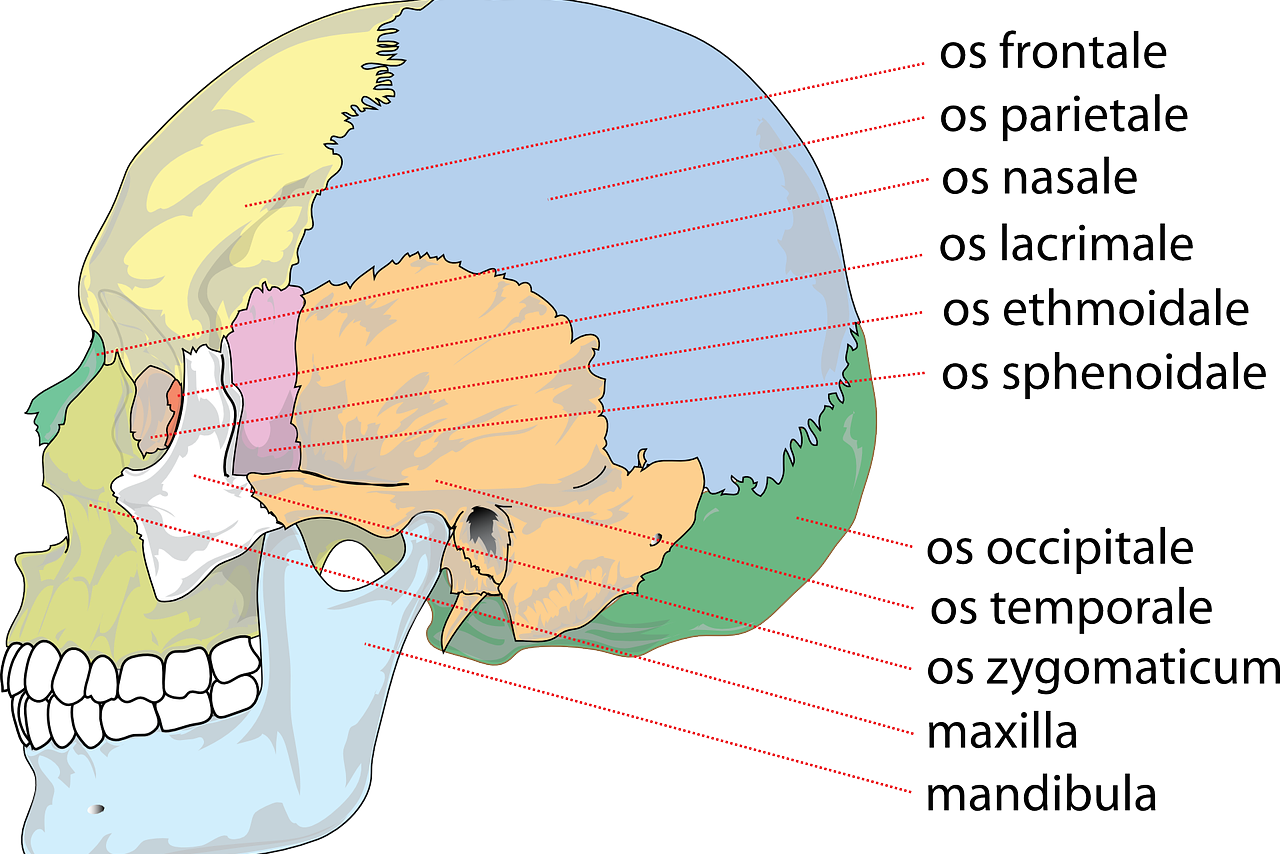 Schädel - Anatomie, Funktion, Beschwerden » Krank.de