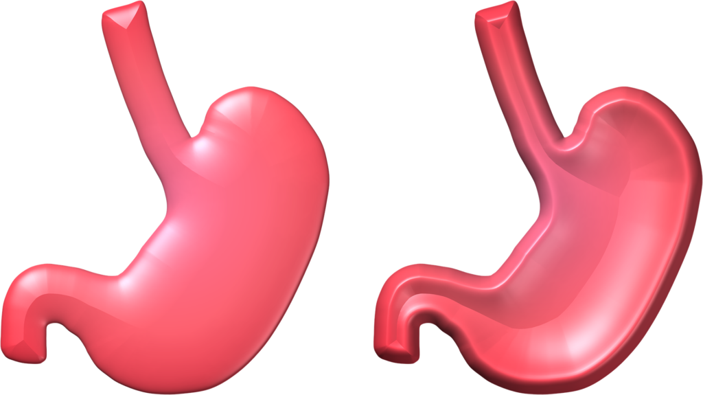 Magen - Anatomie, Funktion, Beschwerden » Krank.de