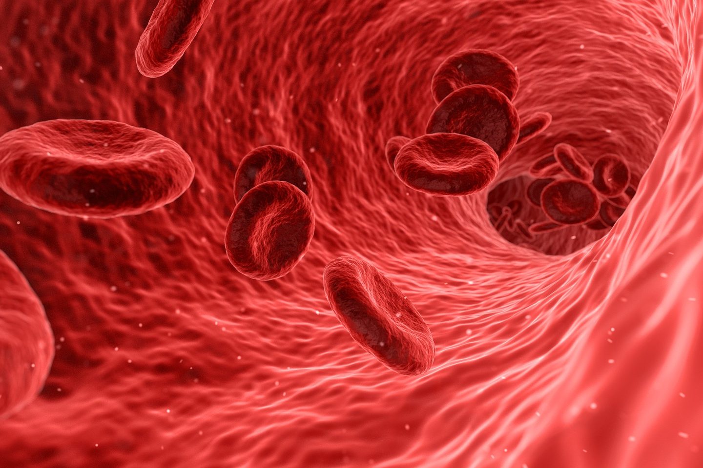 Vene - Anatomie, Funktion, Beschwerden » Krank.de