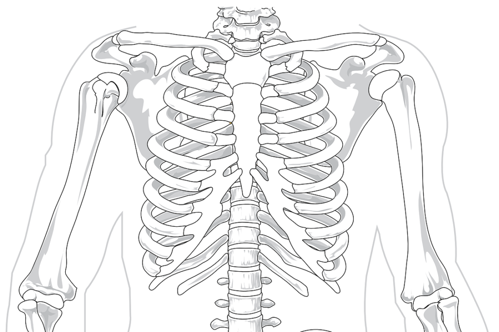 Rippen - Anatomie, Funktion, Beschwerden » Krank.de