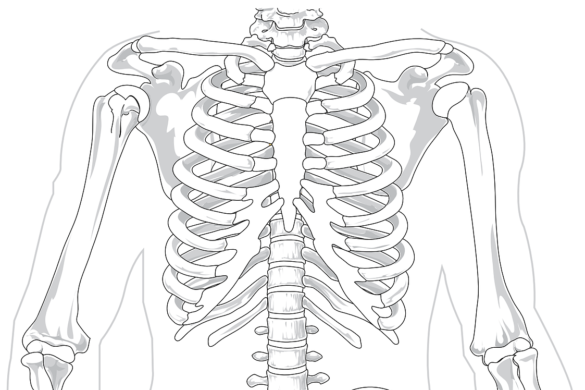 Rippen - Anatomie, Funktion, Beschwerden » Krank.de