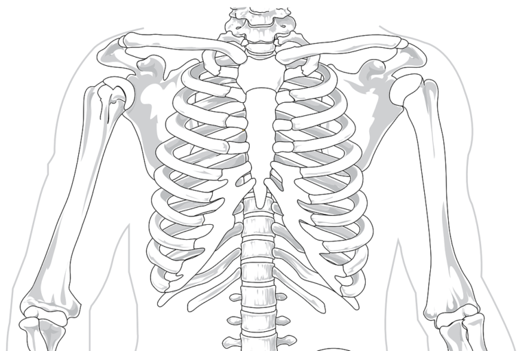 Rippen - Anatomie, Funktion, Beschwerden » Krank.de