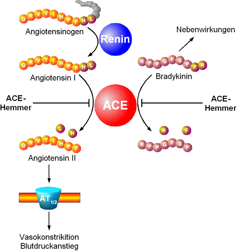 ACE-Hemmer » Anwendung, Wirkung & Nebenwirkungen » Krank.de
