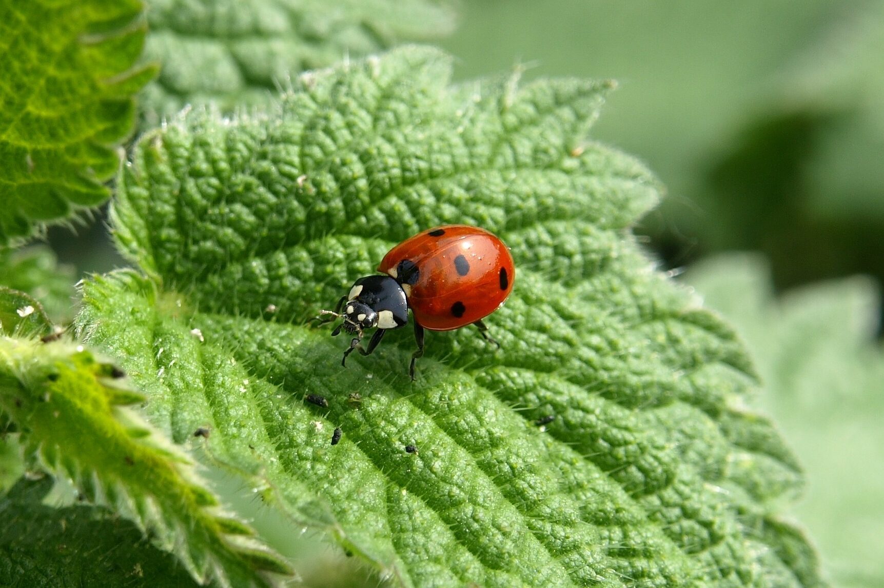 Brennnessel (Heilpflanze) » Wirkung, Anwendung & Risiken » Krank.de
