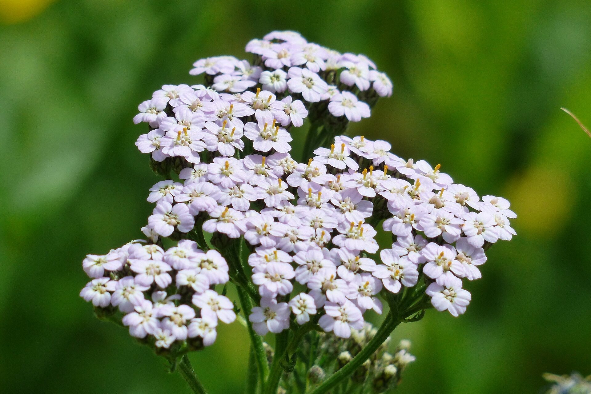 Heilwirkung der Schafgarbe » Wirkung, Anwendung & Risiken » Krank.de
