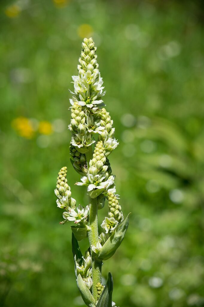 Enzian als Heilpflanze » Wirkung, Anwendung & Risiken » Krank.de