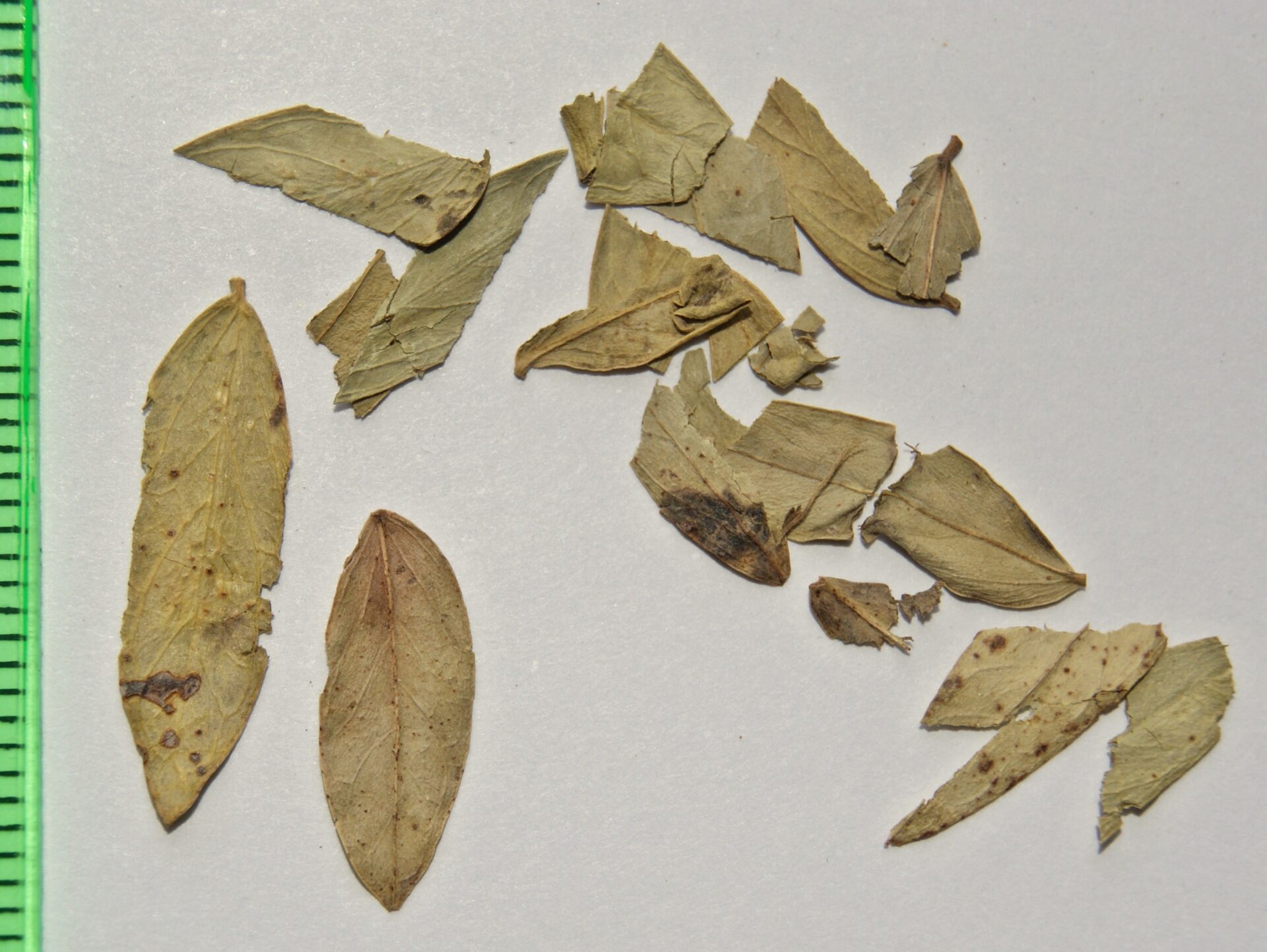 Senna » Heilwirkung von Sennesblättern und Sennesfrüchten » Krank.de