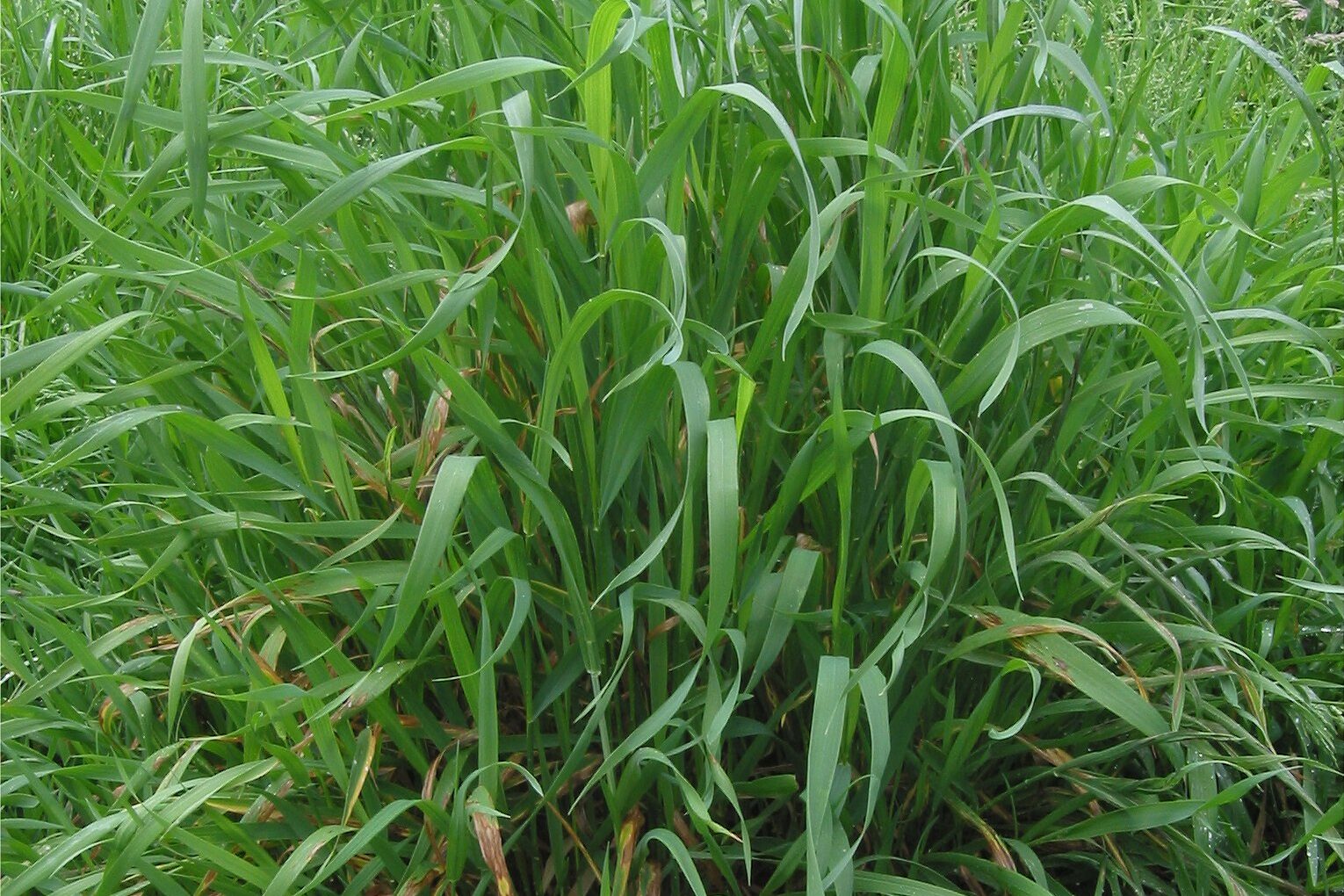 Quecke als Heilkraut » Anwendung, Wirkung & Risiken » Krank.de