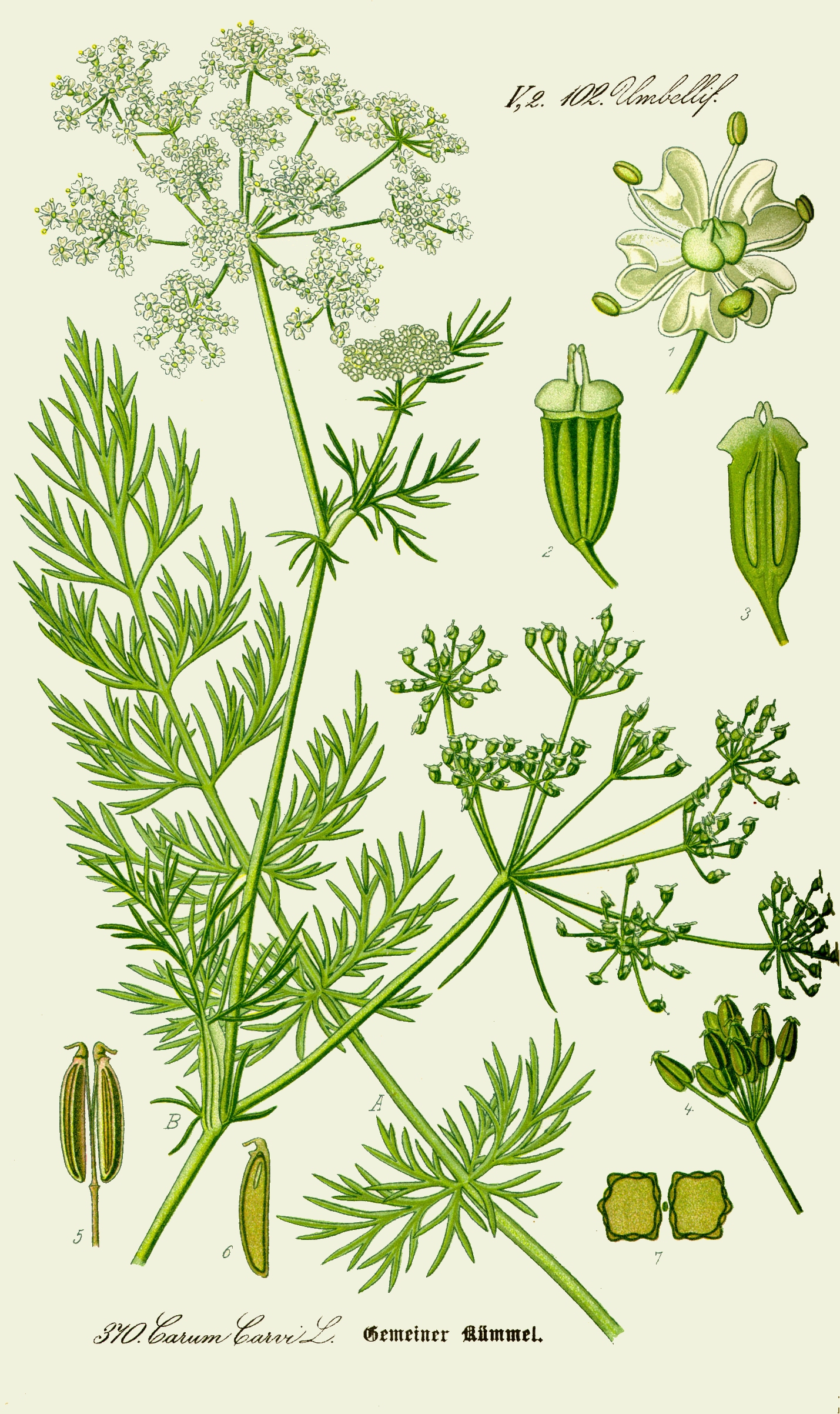 Echter Kümmel » Wirkung, Anwendung und Nebenwirkungen » Krank.de