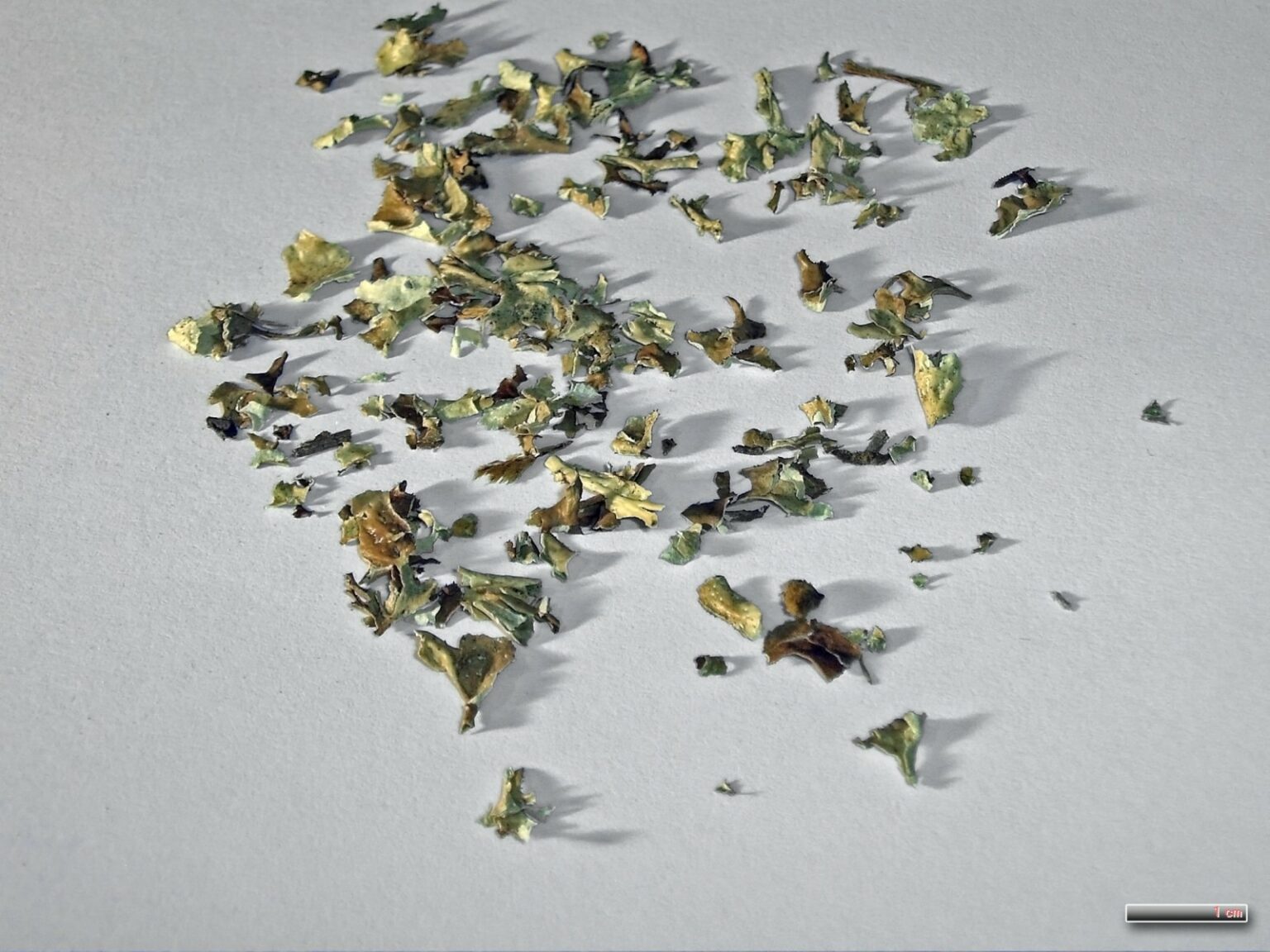 Isländisch Moos (Islandmoos) » Anwendung, Wirkung, Risiken » Krank.de