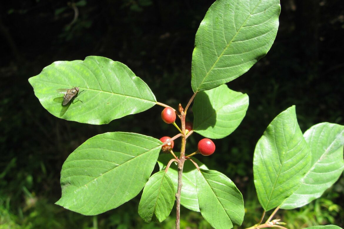 Faulbaum & Cascararinde » Anwendung, Wirkung & Risiken » Krank.de