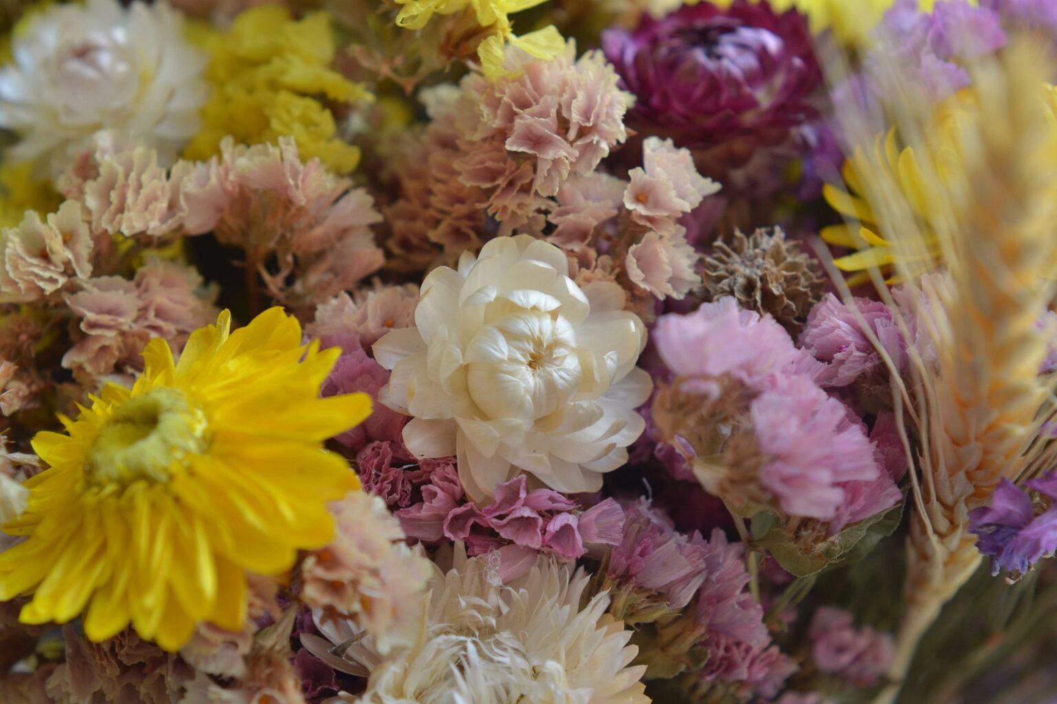 Strohblumen » Anwendung & Wirkung der Sand-Strohblume » Krank.de