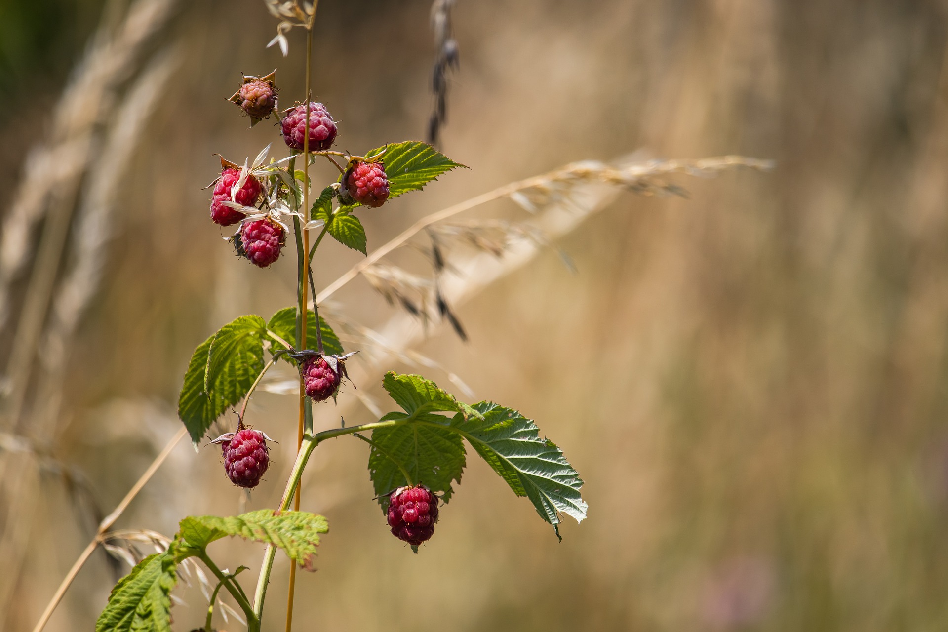 Himbeerblätter » Die Himbeere als Heilpflanze » Krank.de