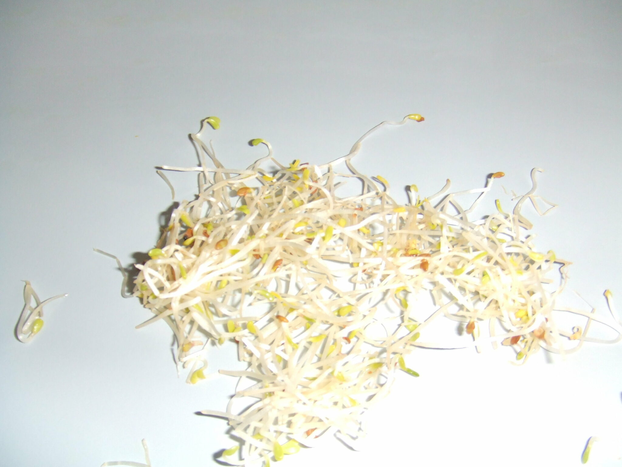 Luzerne (Alfalfa) » Anwendung, Wirkung & Nebenwirkungen » Krank.de