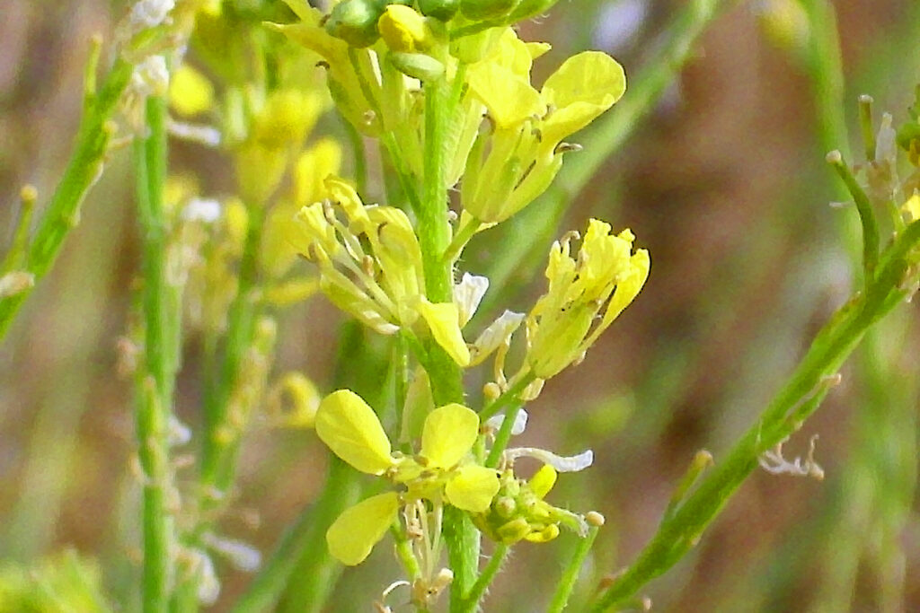 Heilwirkung der Wegrauke » Anwendung, Dosis & Nebenwirkung Krank.de