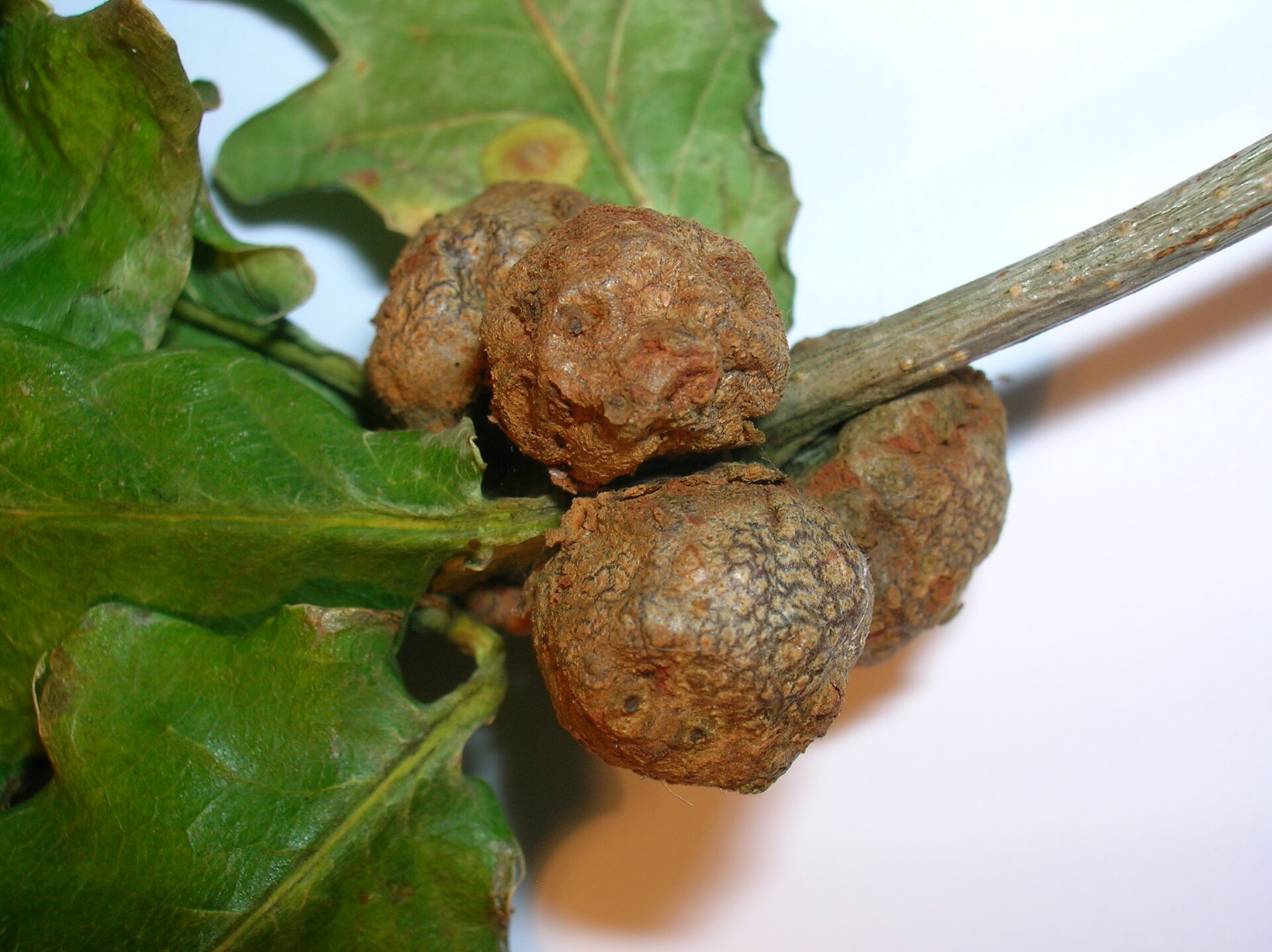 Kolanuss (Cola Nuss) – Die Samen vom Kolabaum » Krank.de