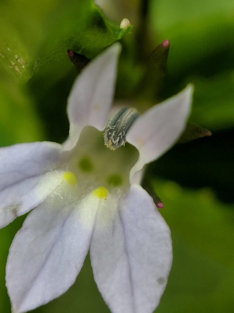 Lobelie (Indianer Tabak) » Anwendung, Wirkung & Risiken » Krank.de