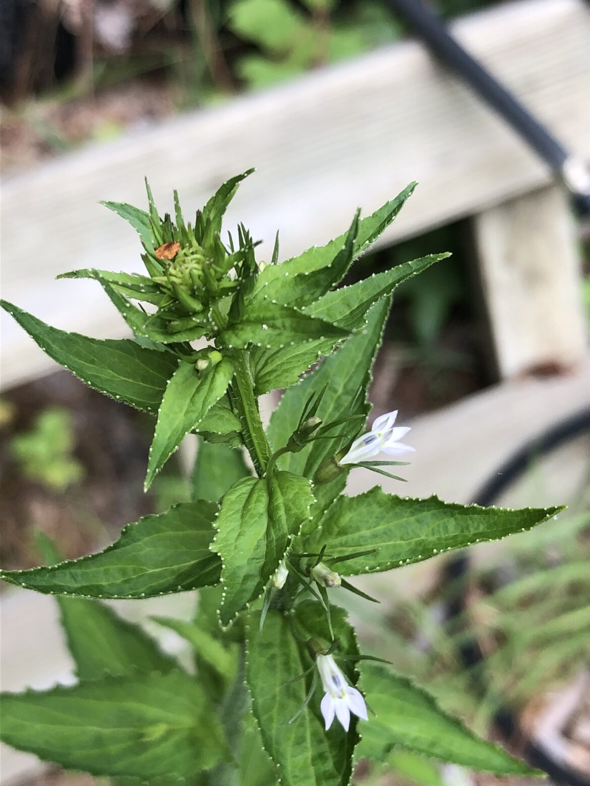 Lobelie (Indianer Tabak) » Anwendung, Wirkung & Risiken » Krank.de