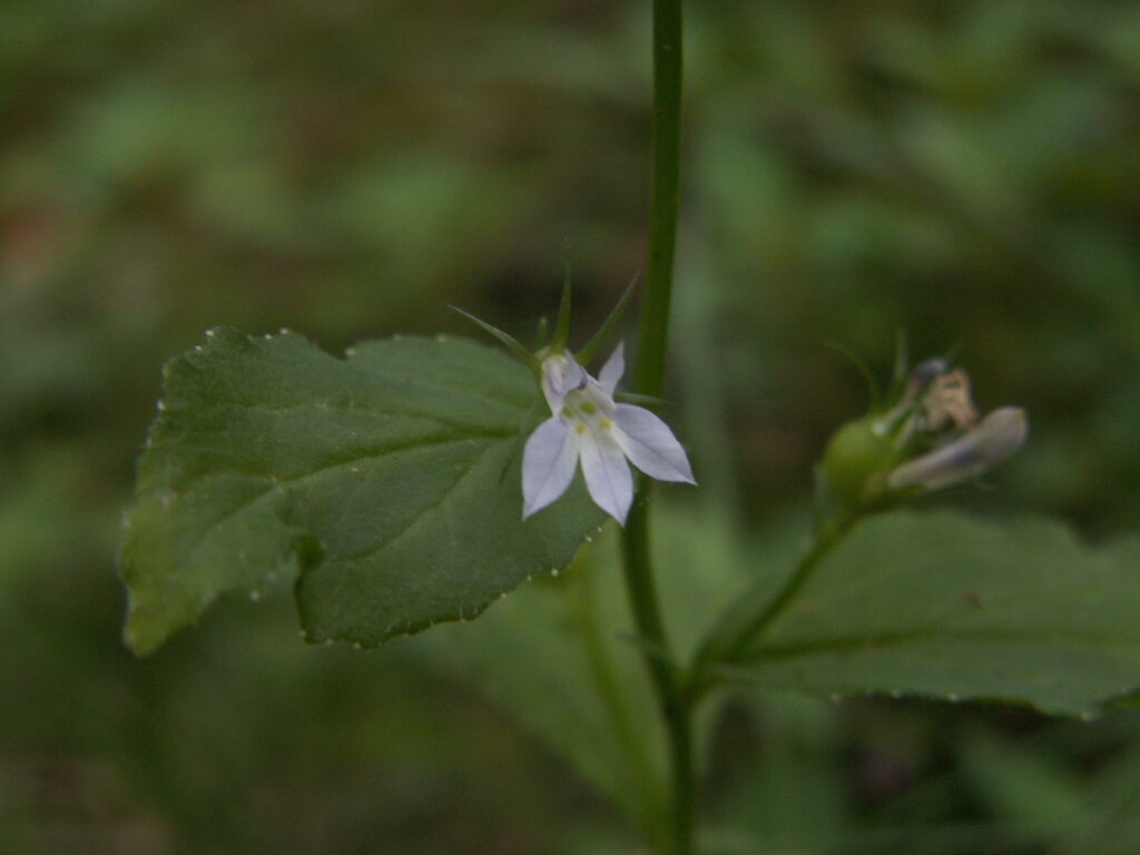 Lobelie (Indianer Tabak) » Anwendung, Wirkung & Risiken » Krank.de