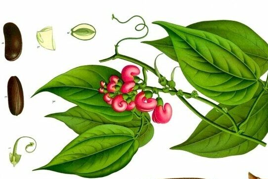 Calabar (Physostigmin) » Die Kalabarbohne als Heilpflanze » Krank.de