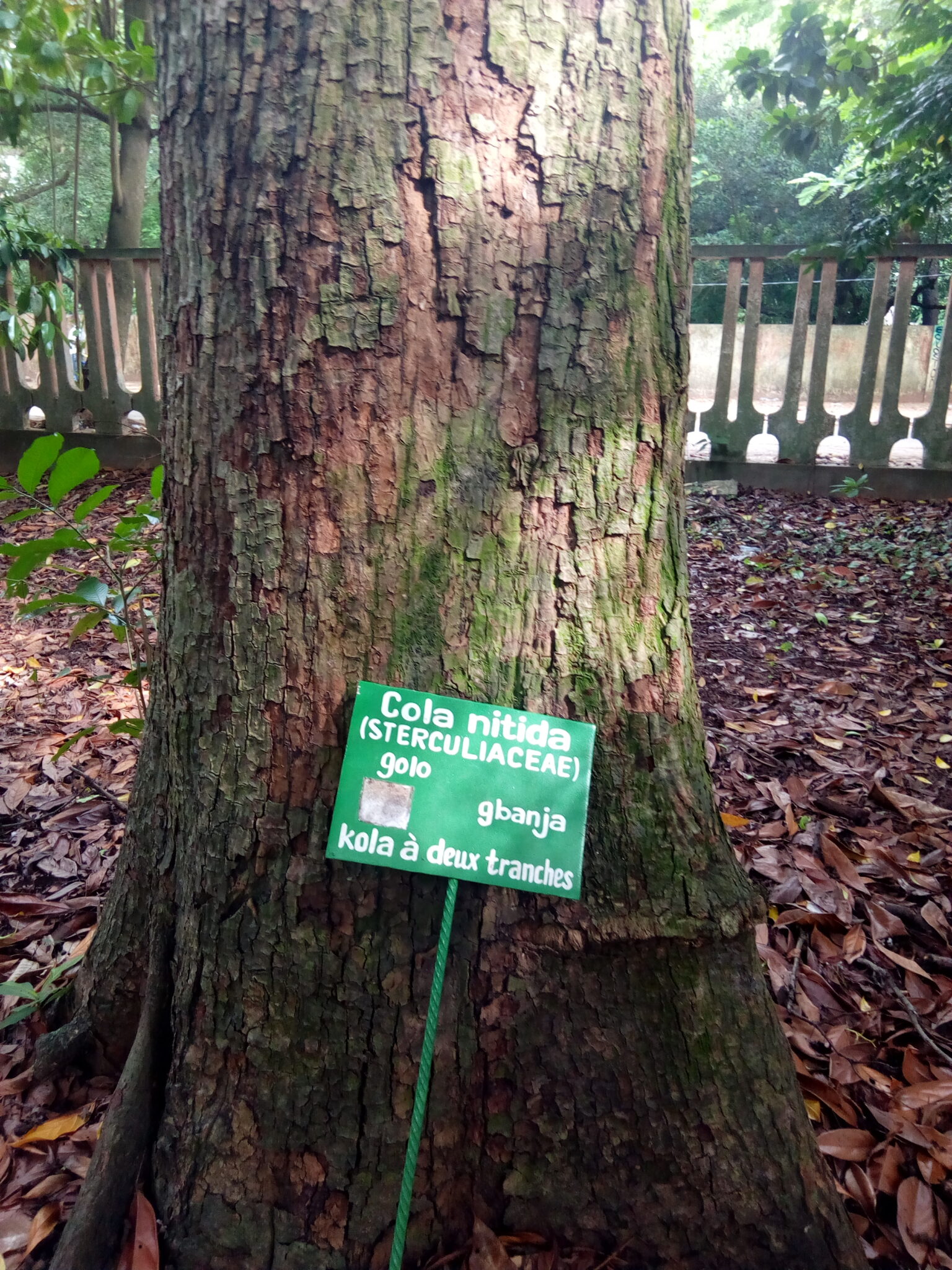 Kolanuss (Cola Nuss) – Die Samen vom Kolabaum » Krank.de