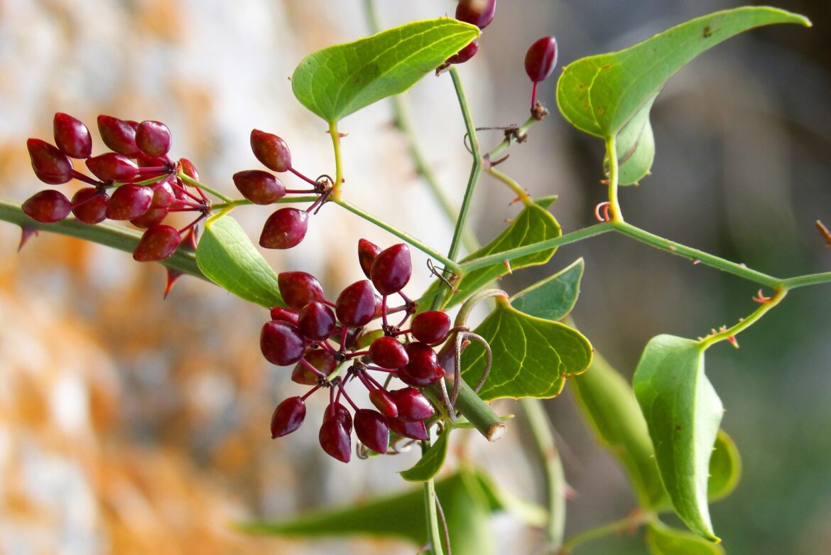 Sarsaparilla (Stechwinde) » Anwendung und Risiken » Krank.de