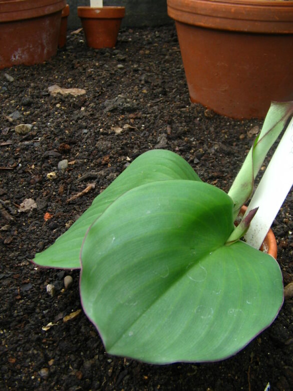 Echter Galgant » Wirkung, Anwendung & Nebenwirkung Krank.de